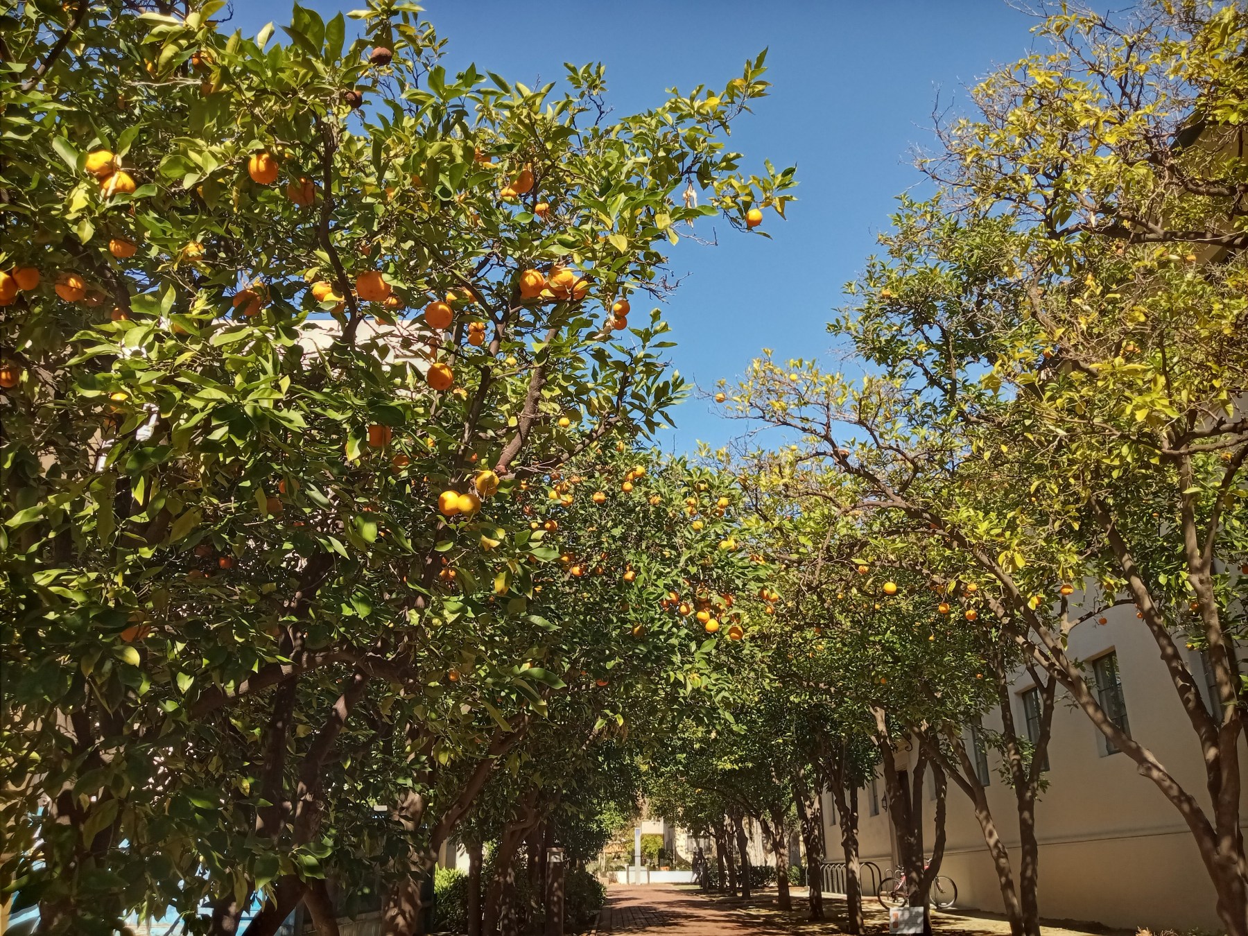 A Walking Tour of Caltech – Transiting Los Angeles